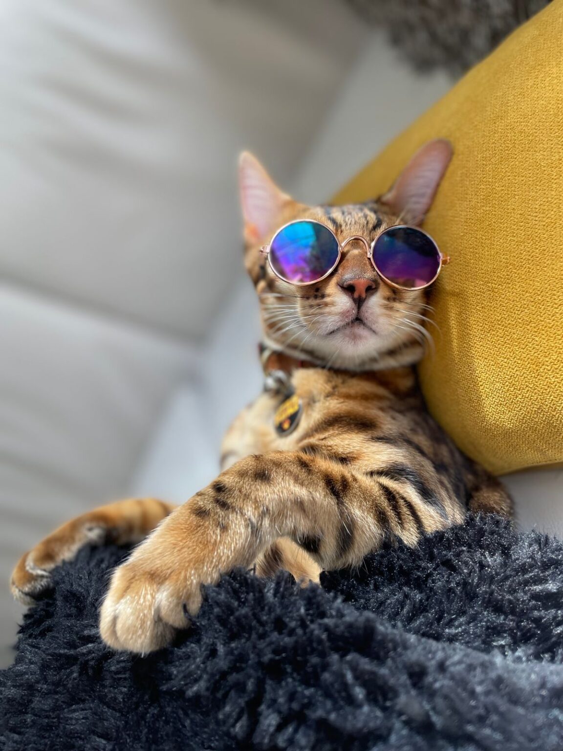 Purrrfect Cats
