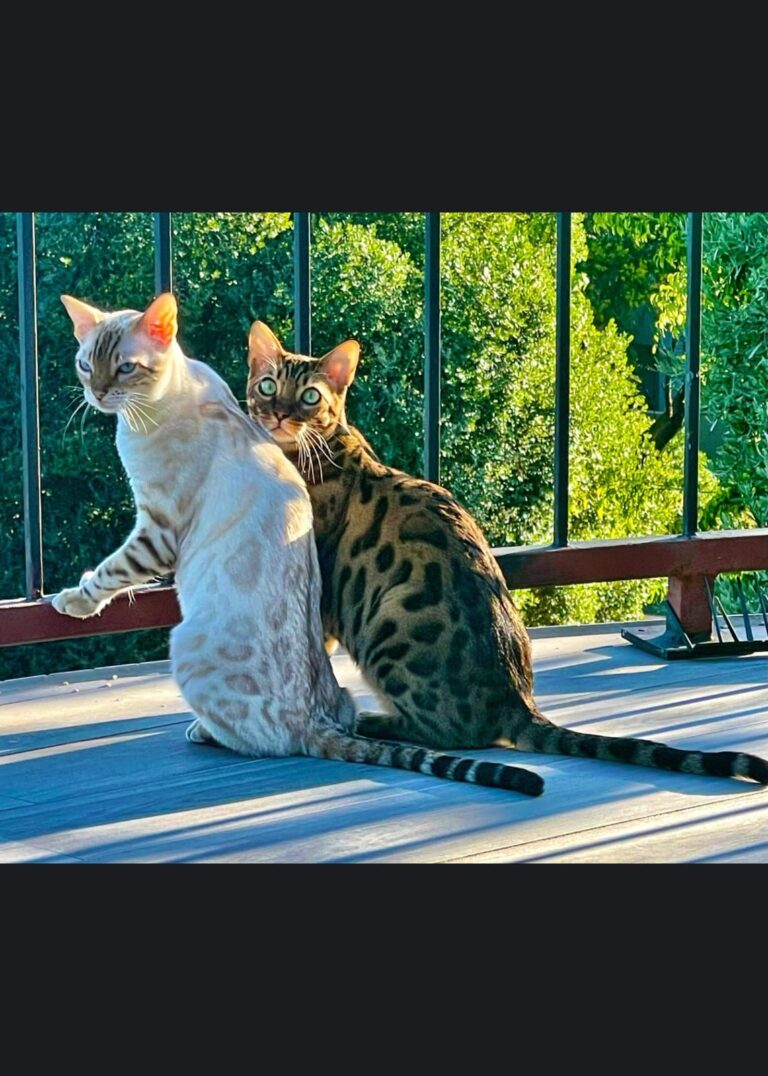 Purrrfect Cats