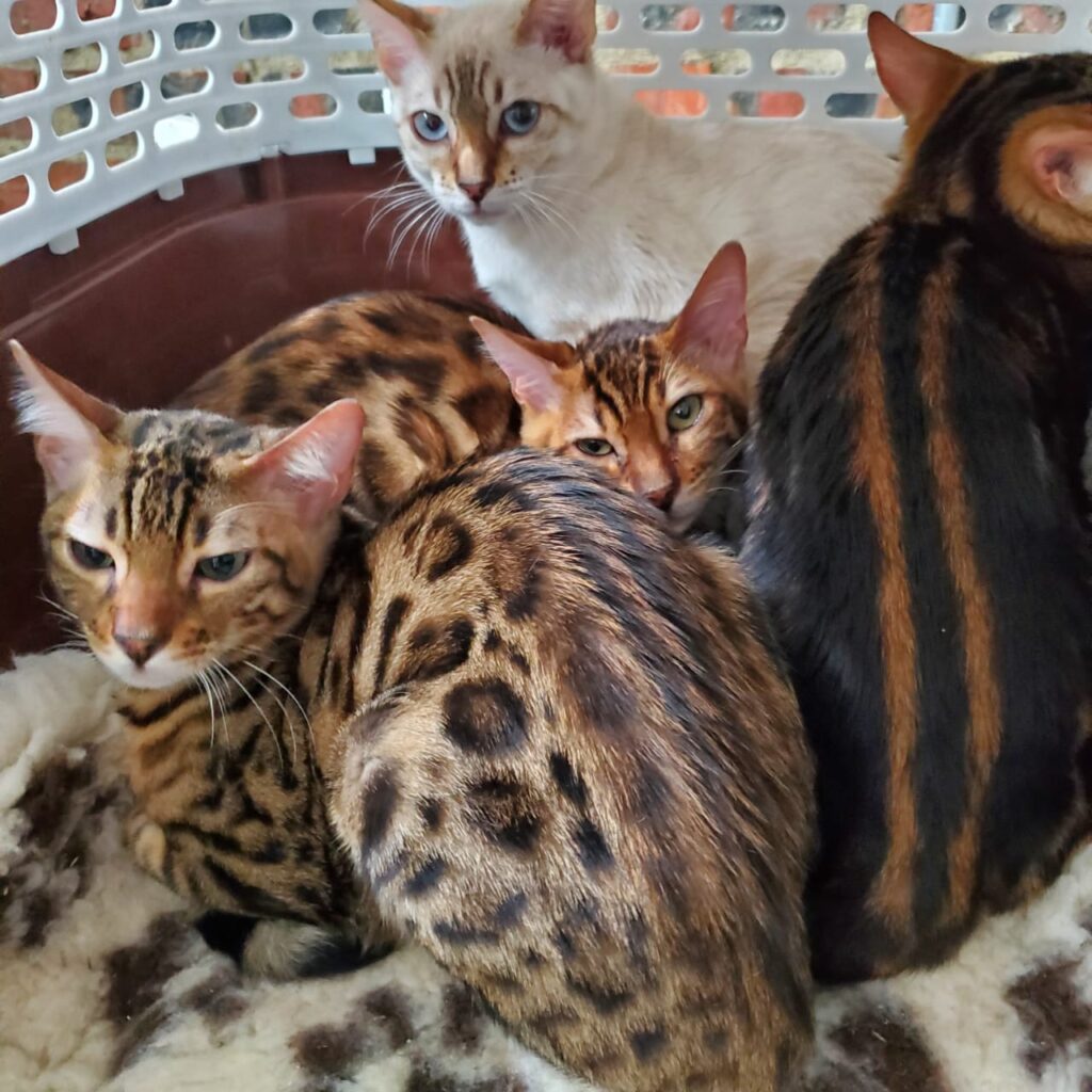 Purrrfect Cats