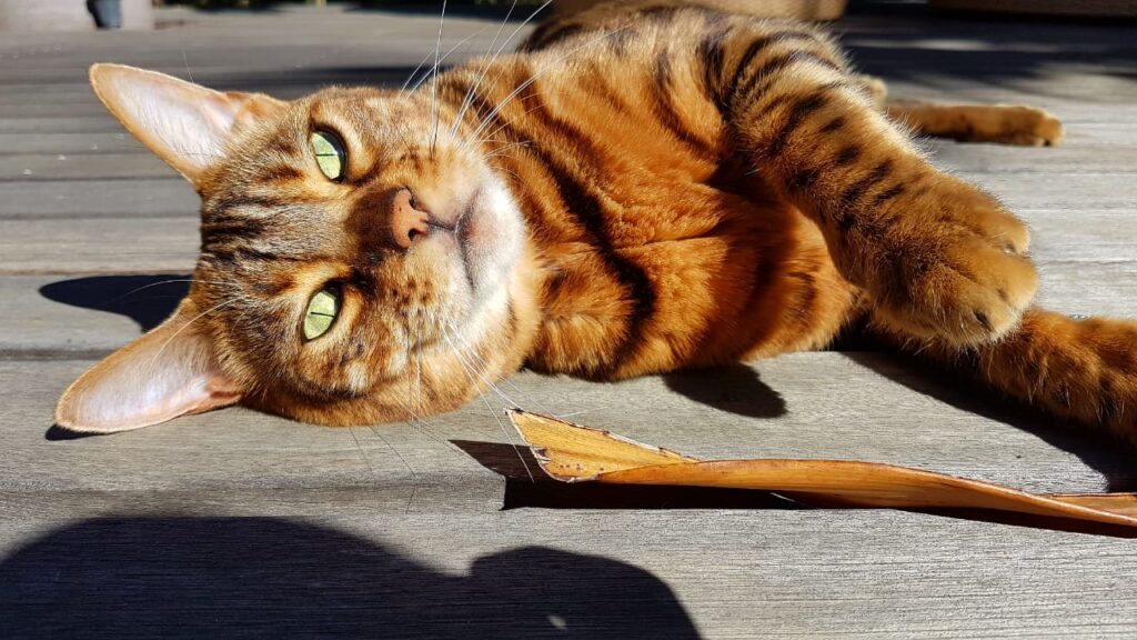 Purrrfect Cats