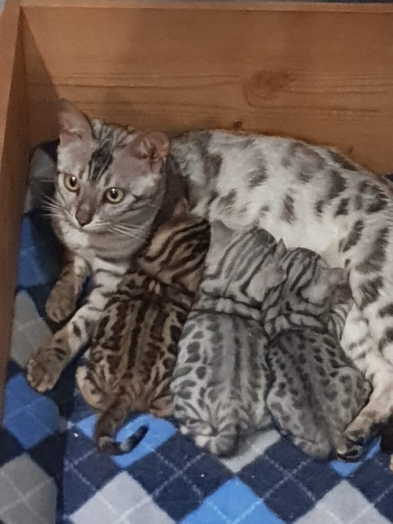 Purrrfect Cats
