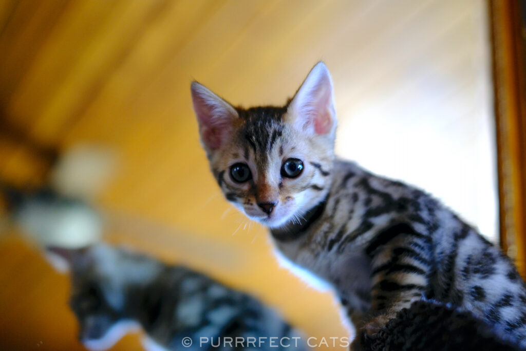 Purrrfect Cats
