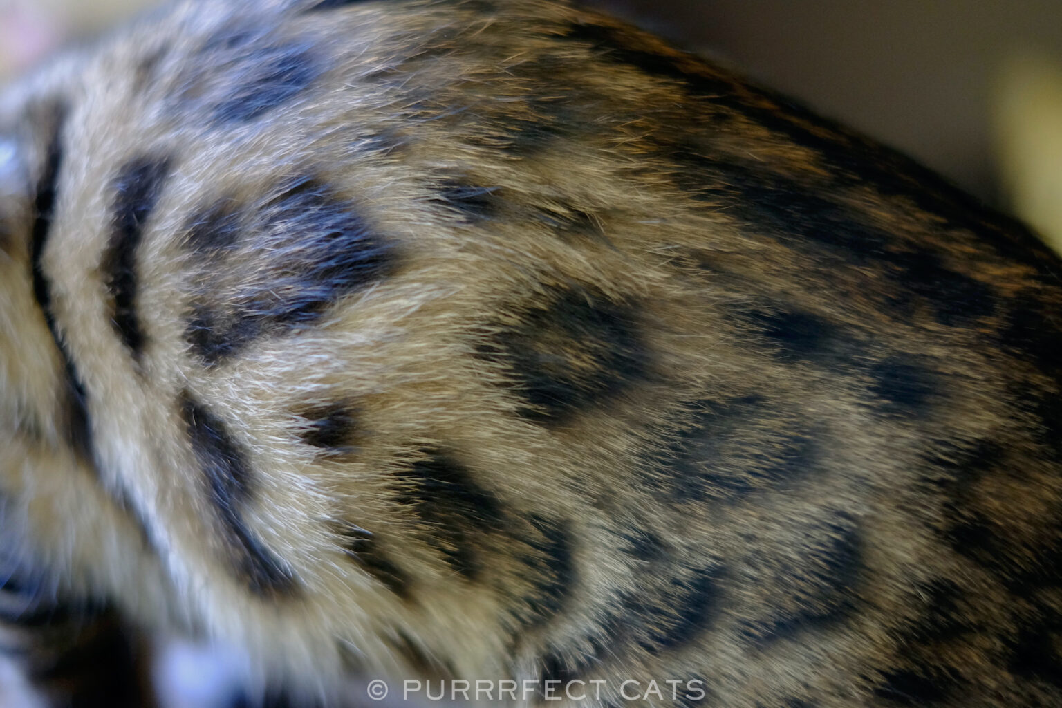 Purrrfect Cats