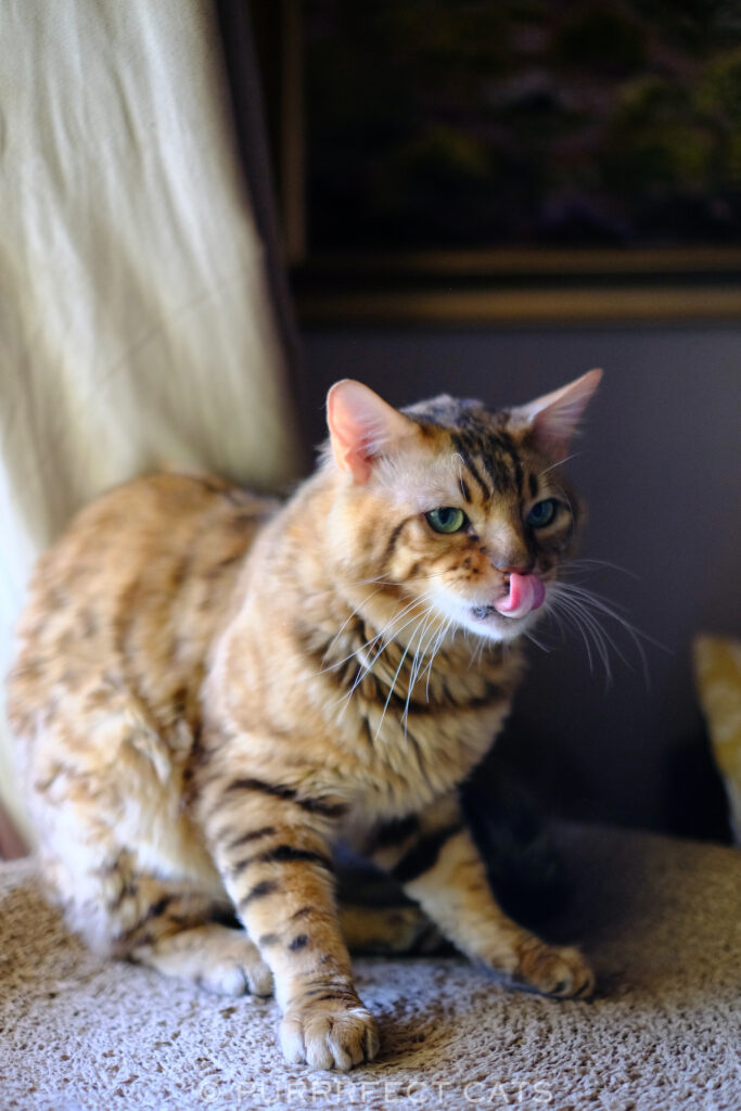 Purrrfect Cats