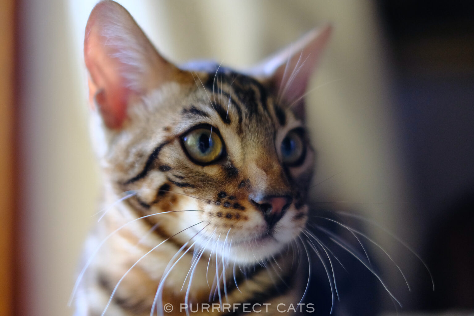 Purrrfect Cats